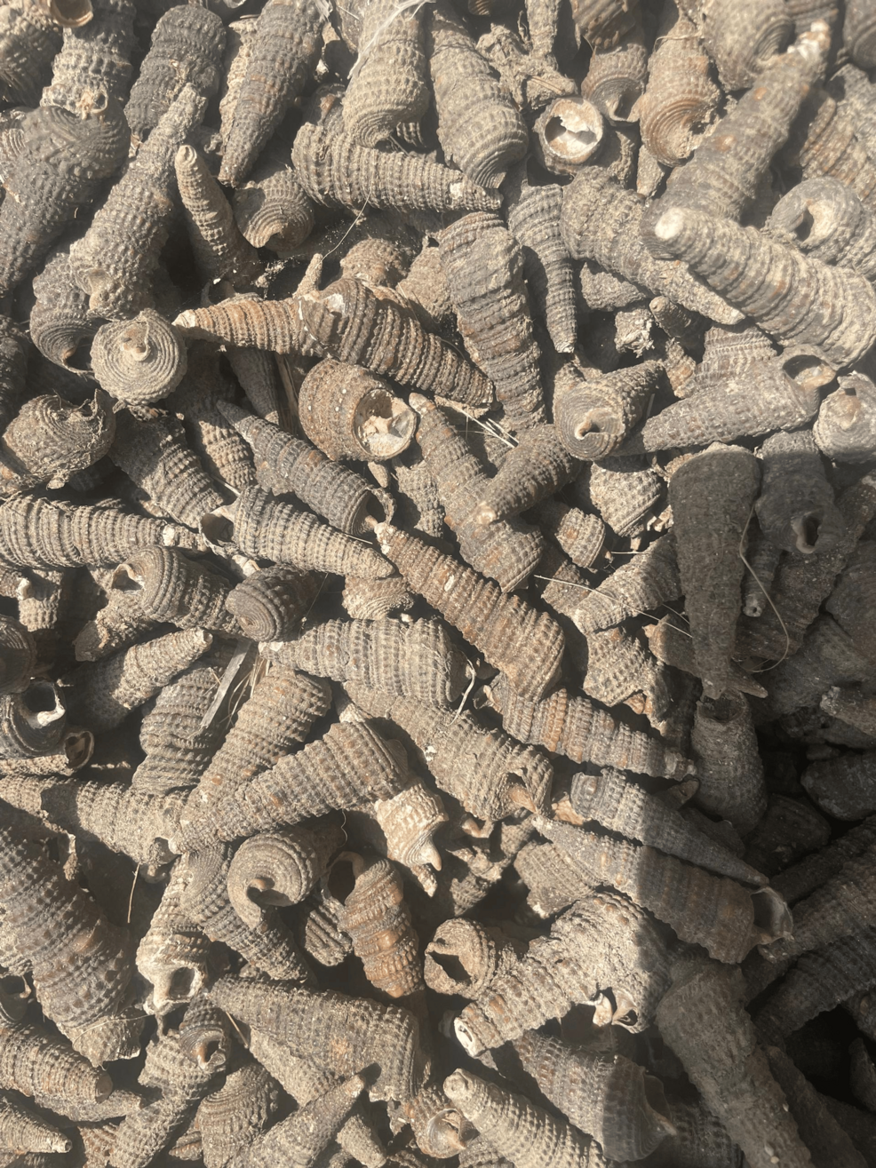 Utilizing Crushed Periwinkle Shell in Concrete Paving Stone Production ...