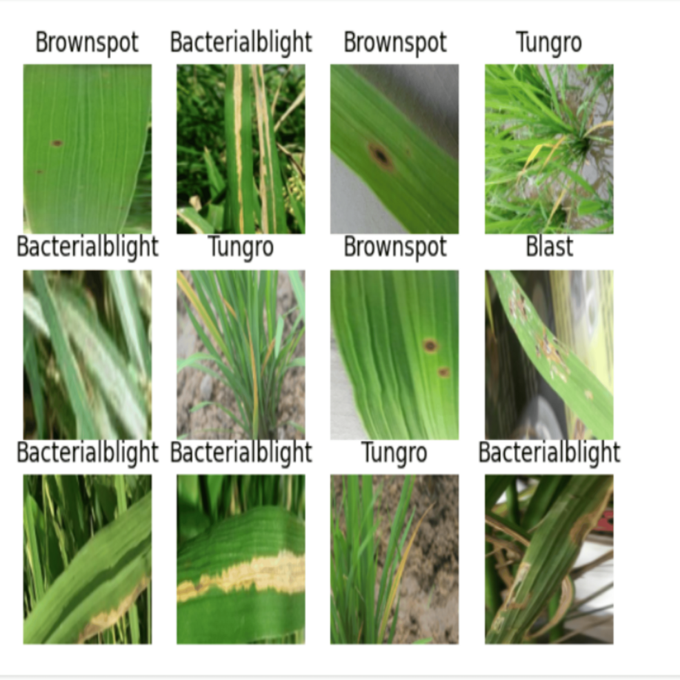 A Novel Approach for Rice Disease Classification Under Intra-Class ...