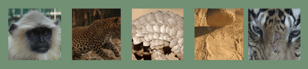 “Stripecode Guardians”: Individual Tiger Identification Using Machine ...