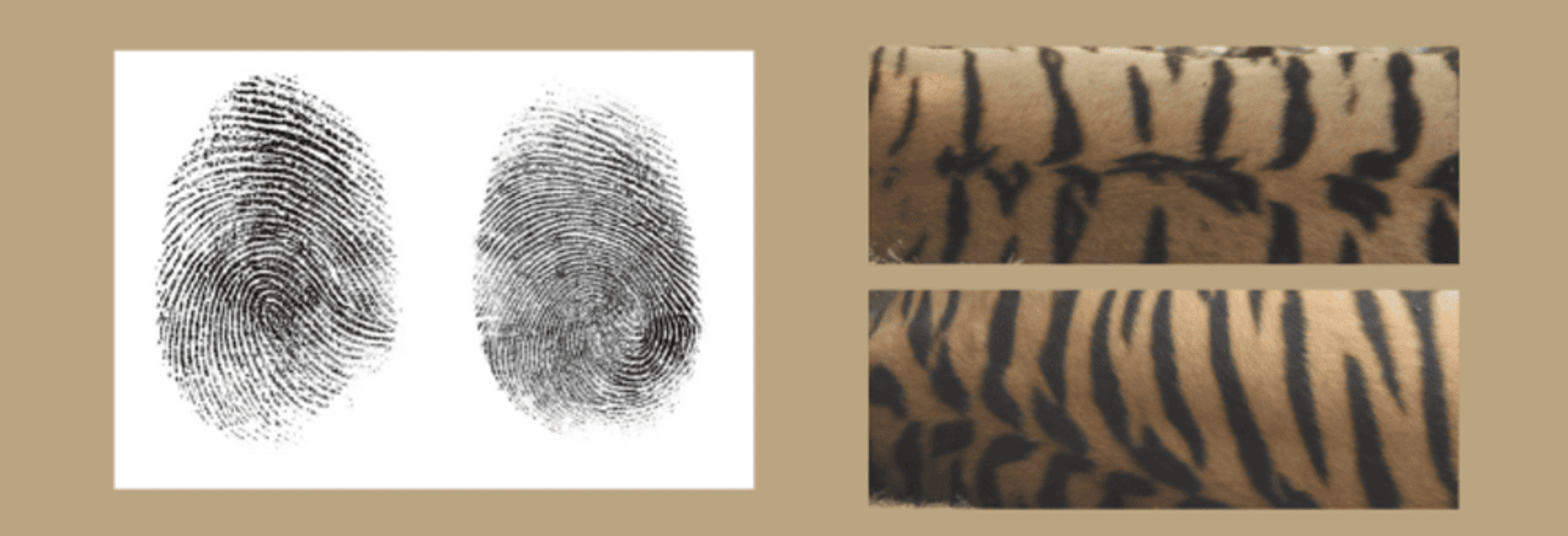 “Stripecode Guardians”: Individual Tiger Identification Using Machine ...